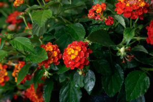 SunDance™ - Sakata Ornamentals