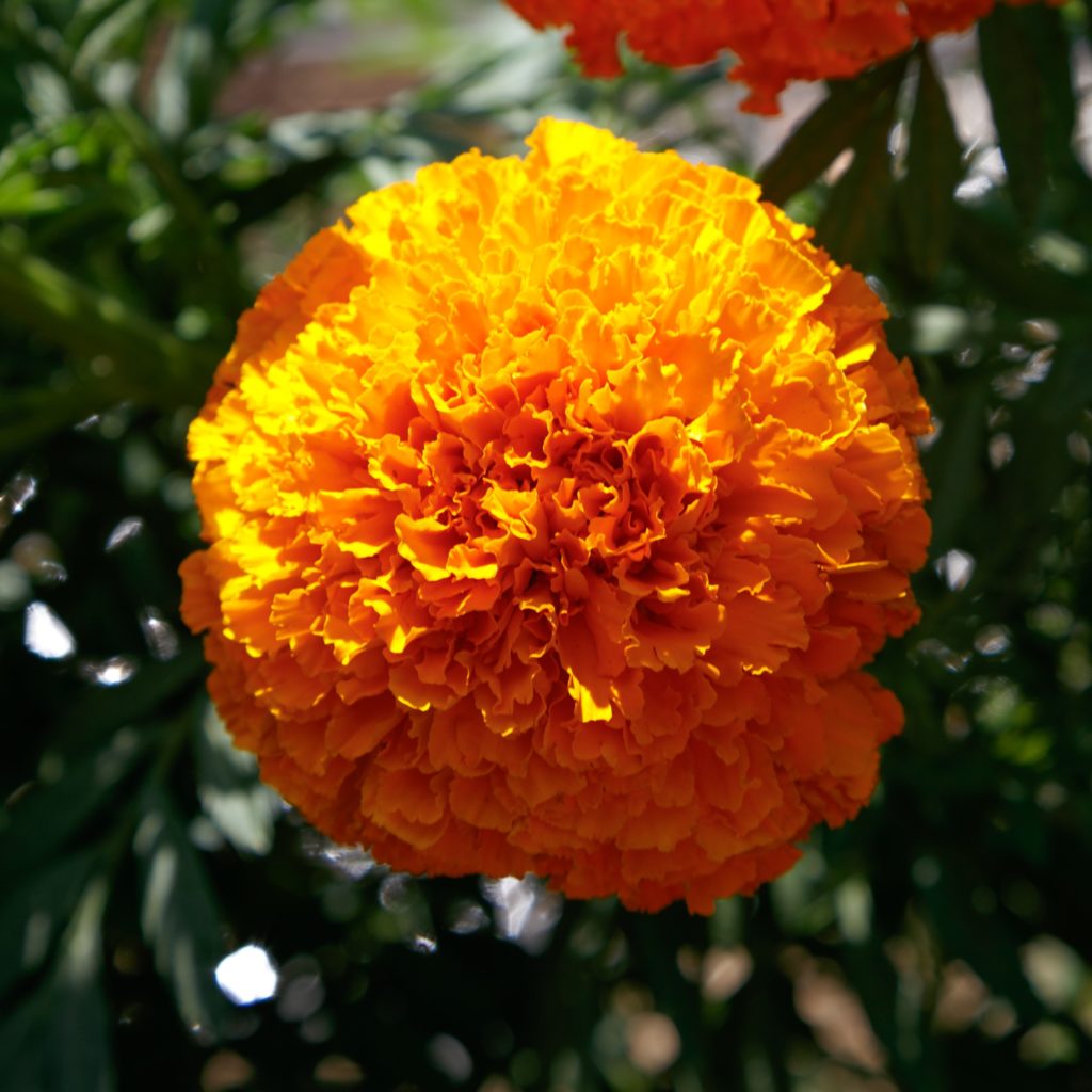 COCO Marigold® - Sakata Ornamentals