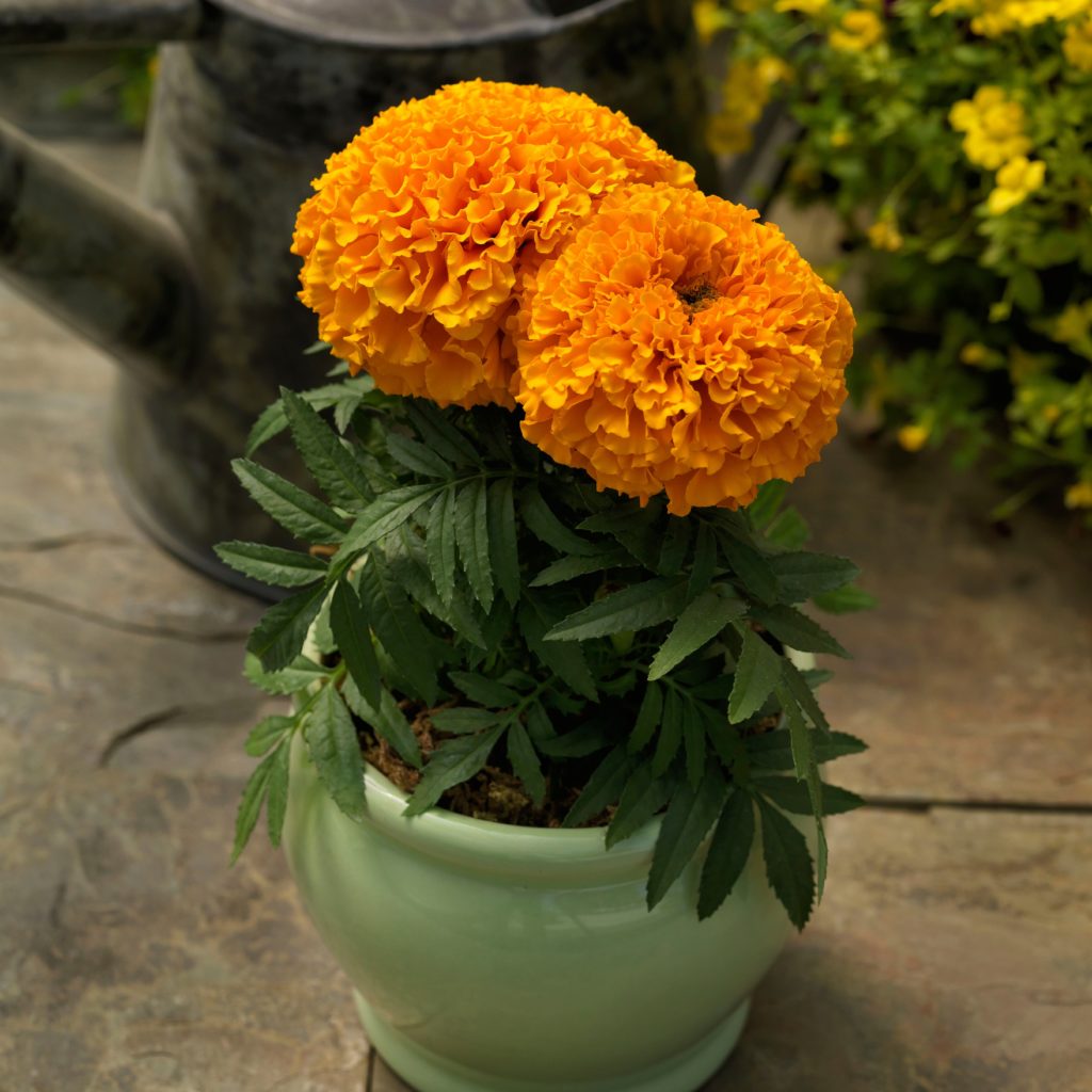 Proud Mari - Sakata Ornamentals