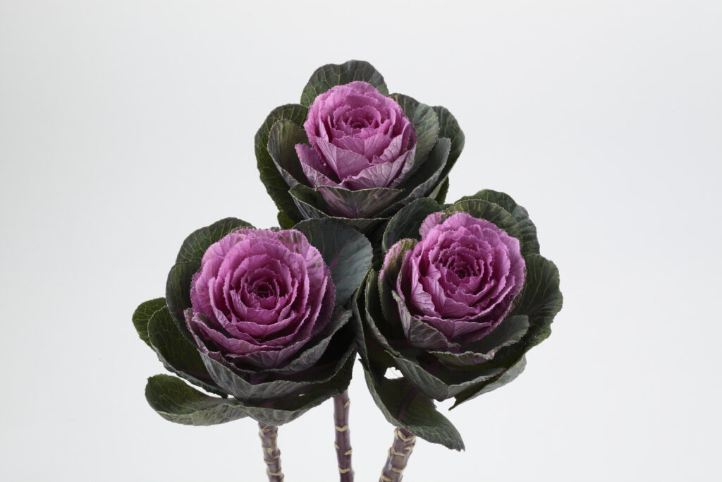 Condor - Sakata Ornamentals