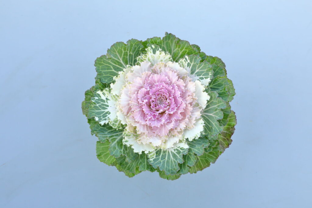 Osaka iQ - Sakata Ornamentals