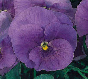Pansy - Sakata Ornamentals