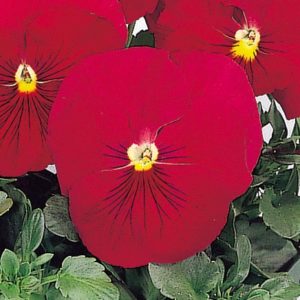 Pansy - Sakata Ornamentals