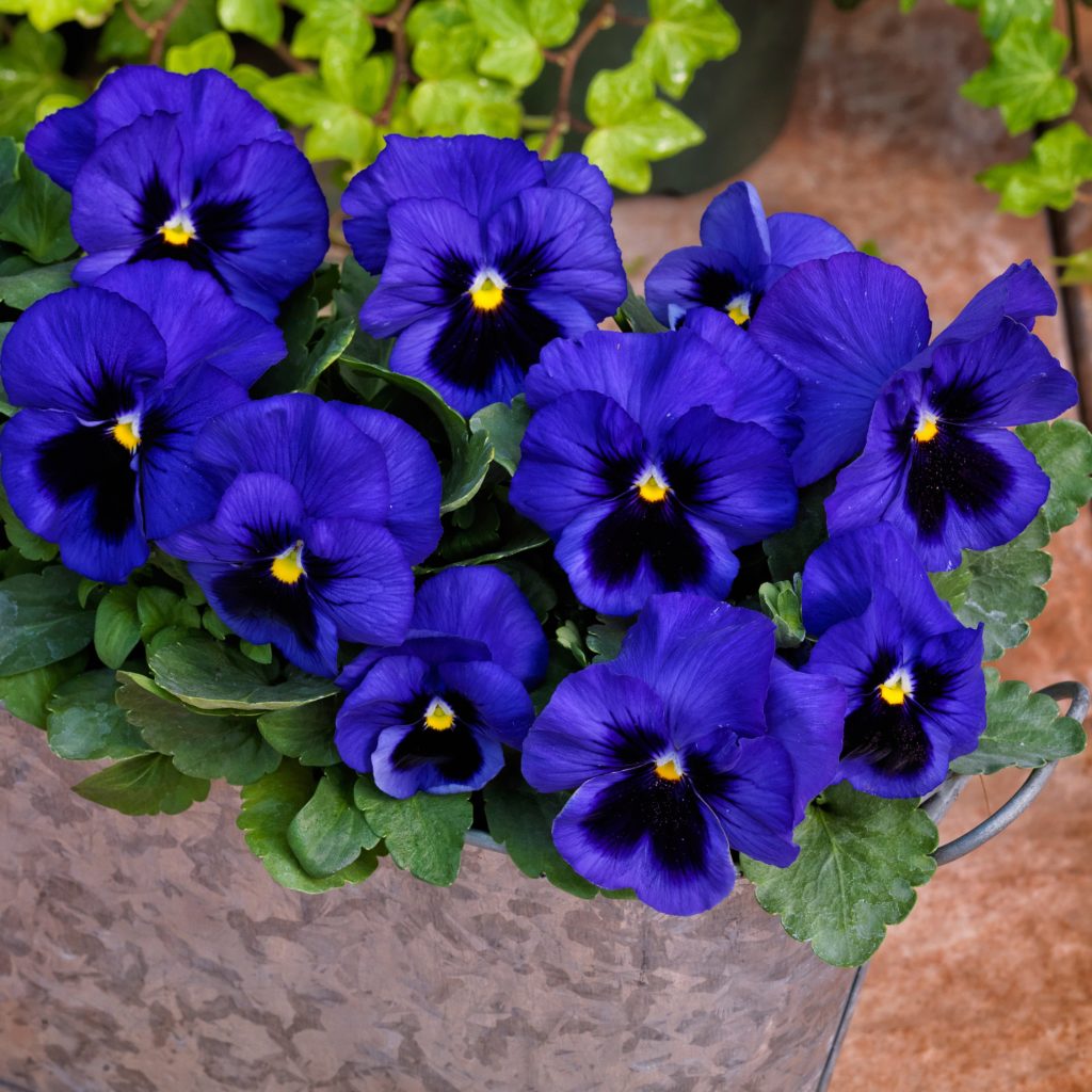 Pansy - Sakata Ornamentals