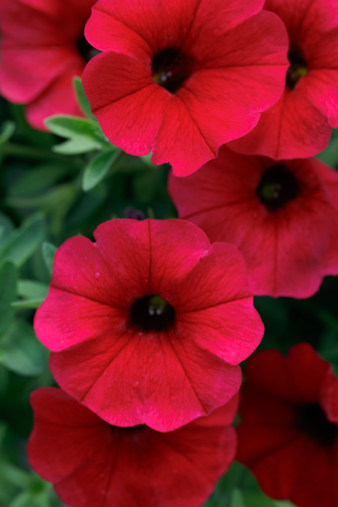 SuperCal® - Sakata Ornamentals