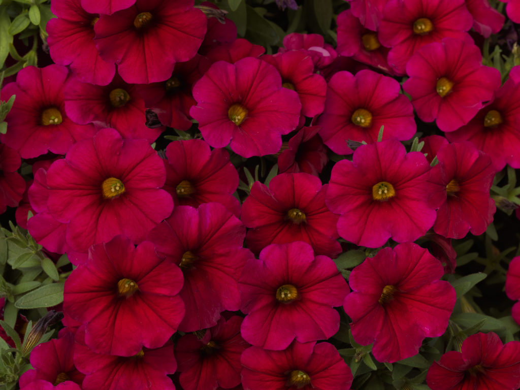 SuperCal® - Sakata Ornamentals