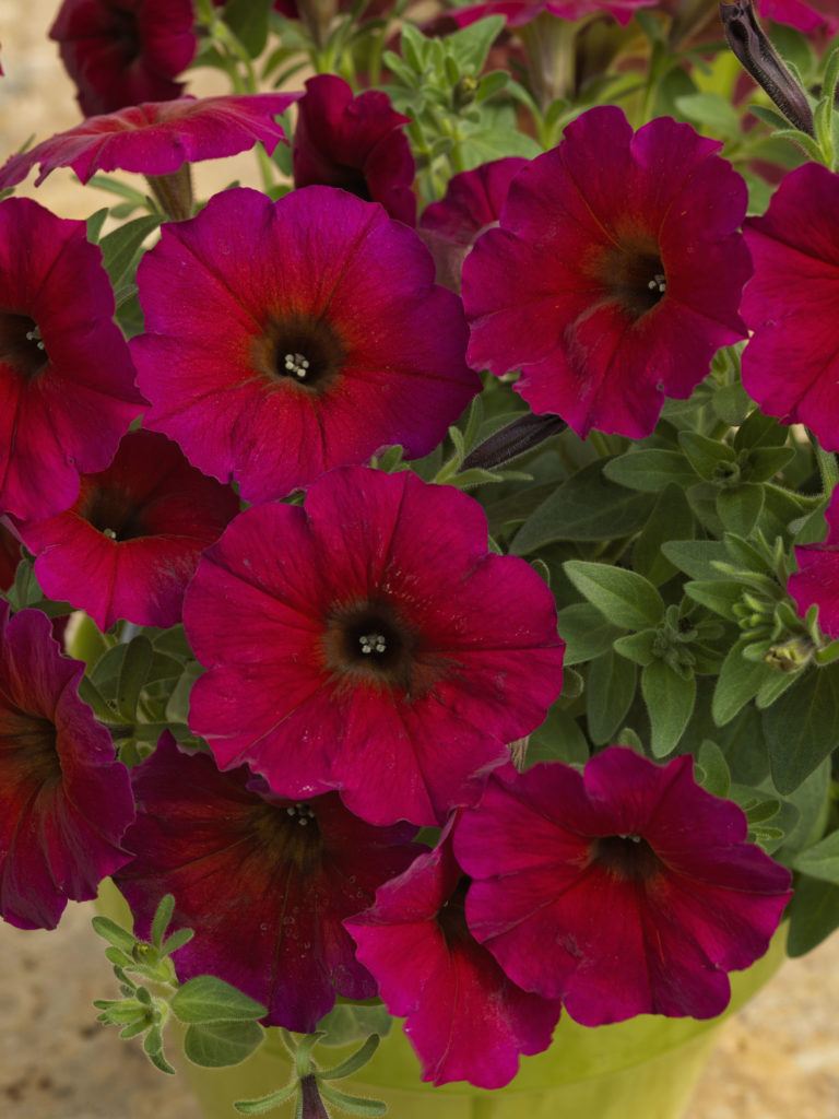 SuperCal® - Sakata Ornamentals