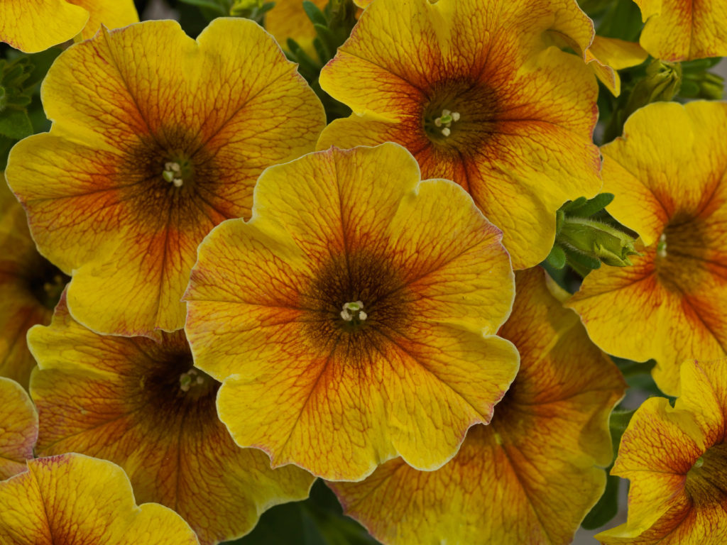 SuperCal® - Sakata Ornamentals