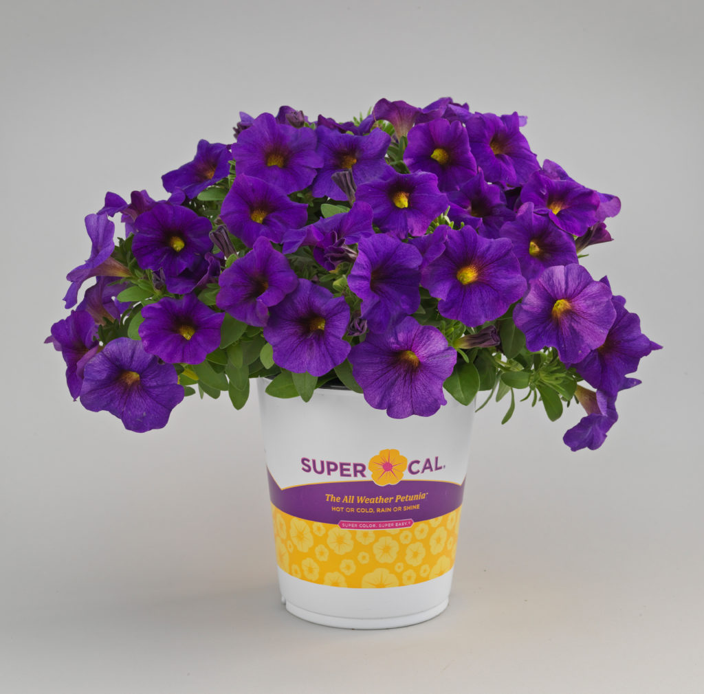 SuperCal® - Sakata Ornamentals