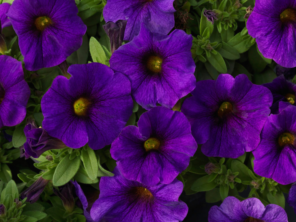 SuperCal® - Sakata Ornamentals