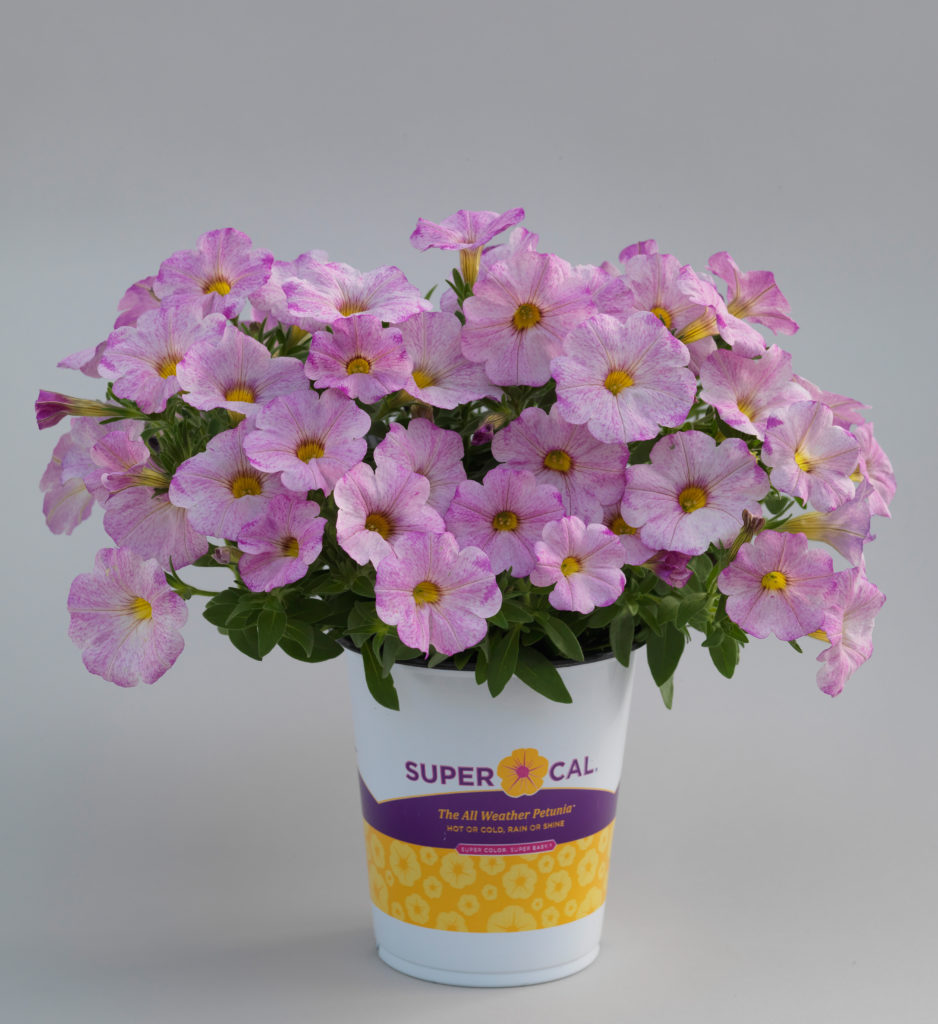 SuperCal® - Sakata Ornamentals