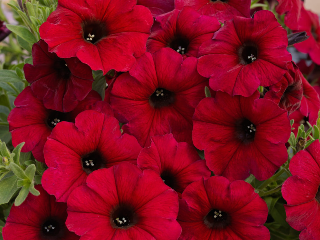 SuperCal® - Sakata Ornamentals