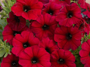 SuperCal® - Sakata Ornamentals