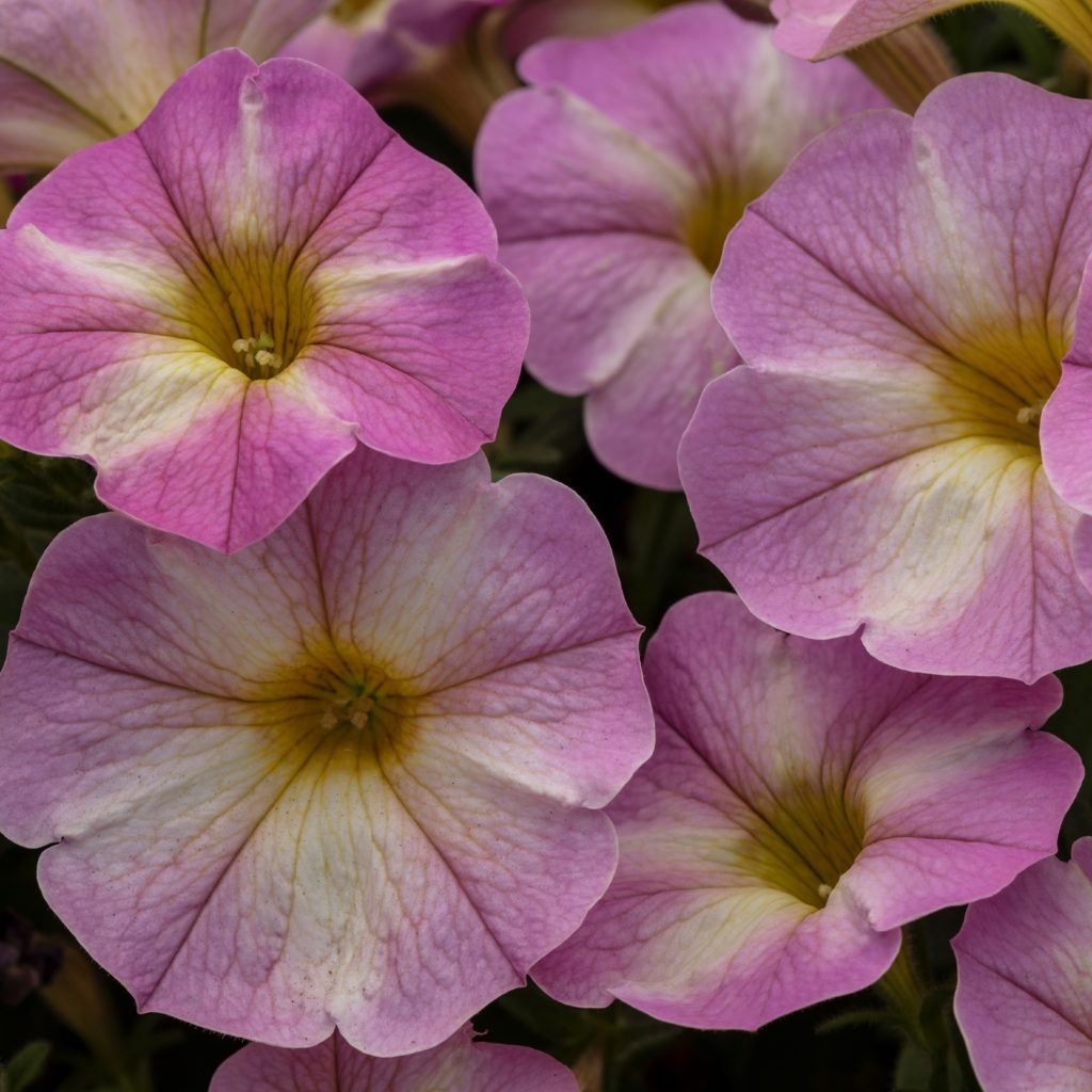 SuperCal® - Sakata Ornamentals