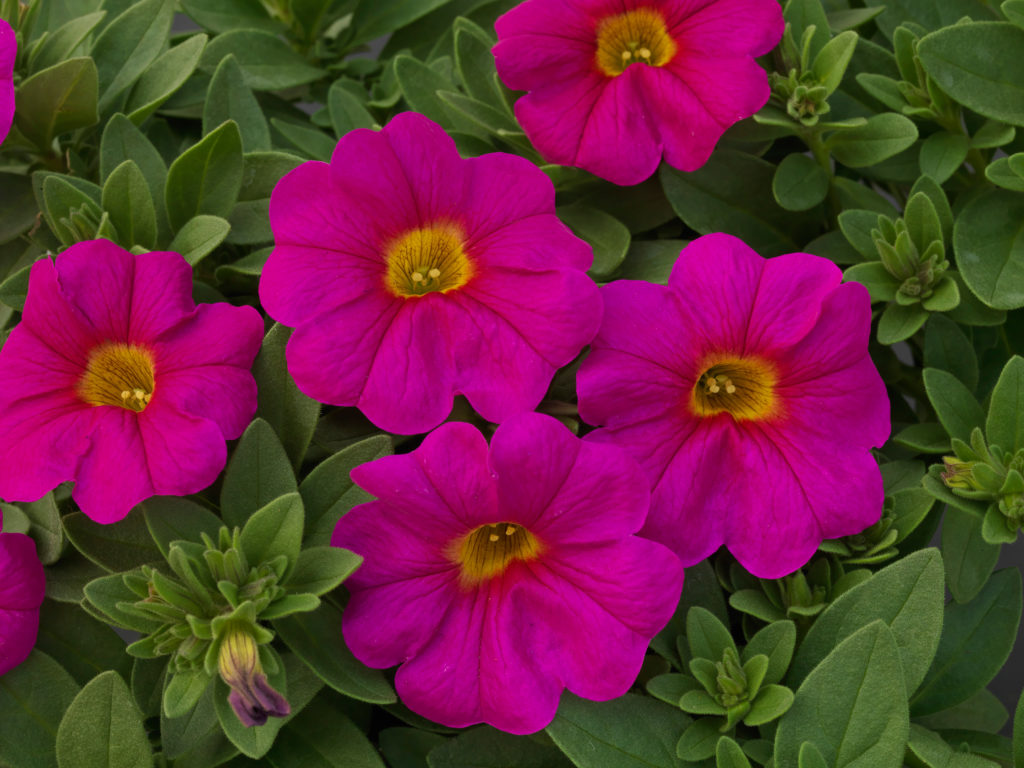 SuperCal® - Sakata Ornamentals