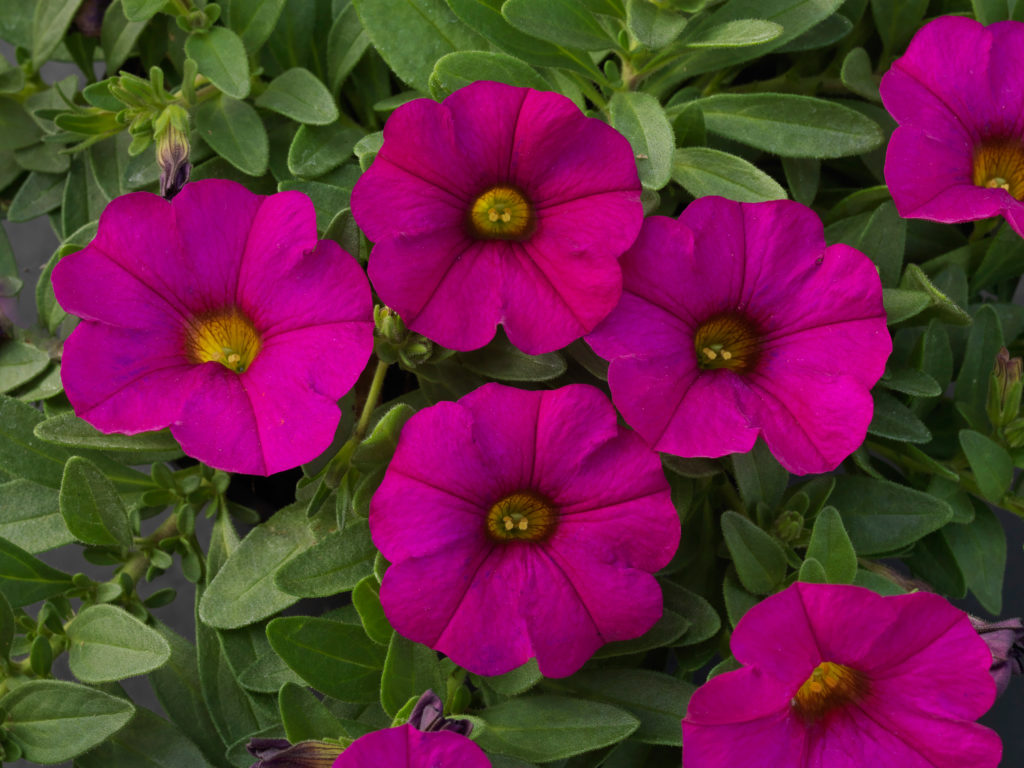 SuperCal® - Sakata Ornamentals