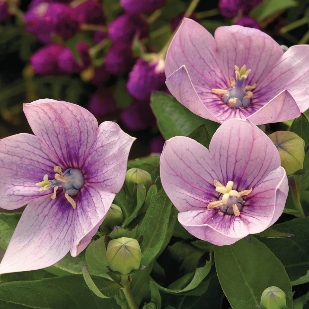 Astra - Sakata Ornamentals