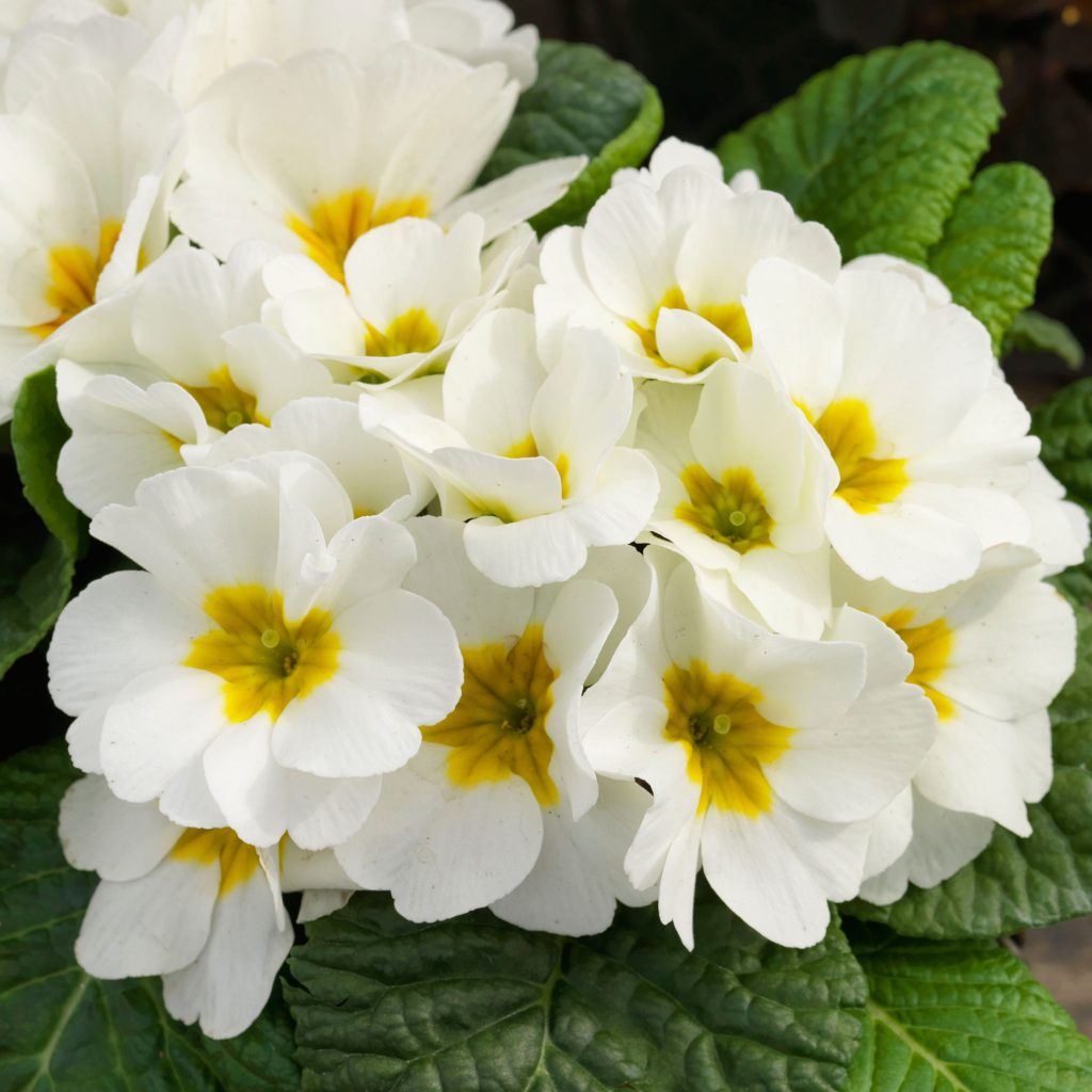 Danessa - Sakata Ornamentals