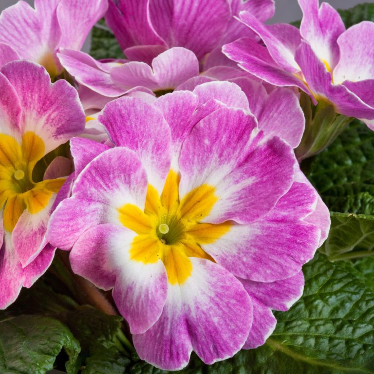 Danova - Sakata Ornamentals