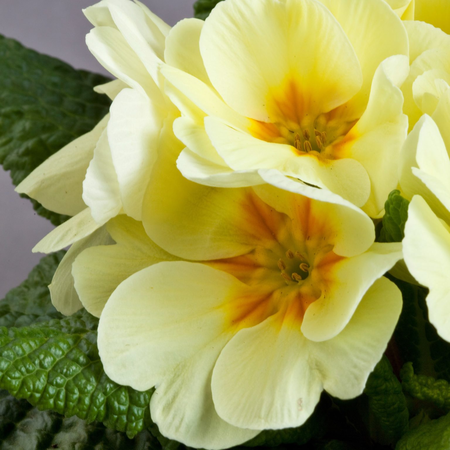 Danova - Sakata Ornamentals