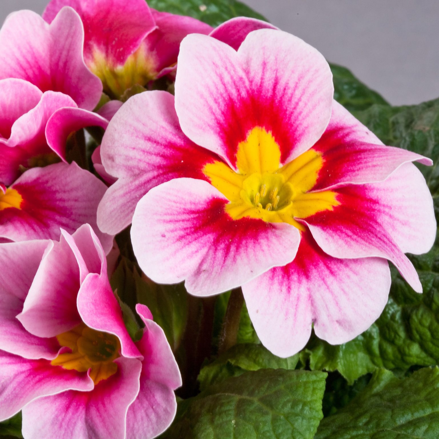 Danova - Sakata Ornamentals