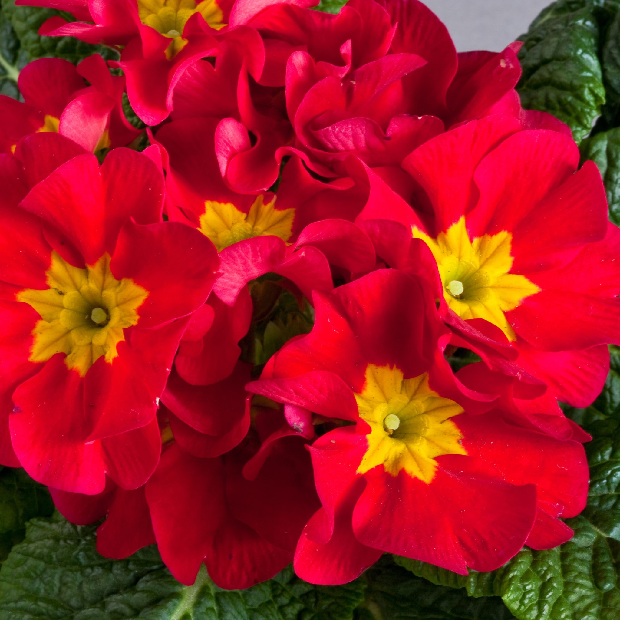 Danova - Sakata Ornamentals