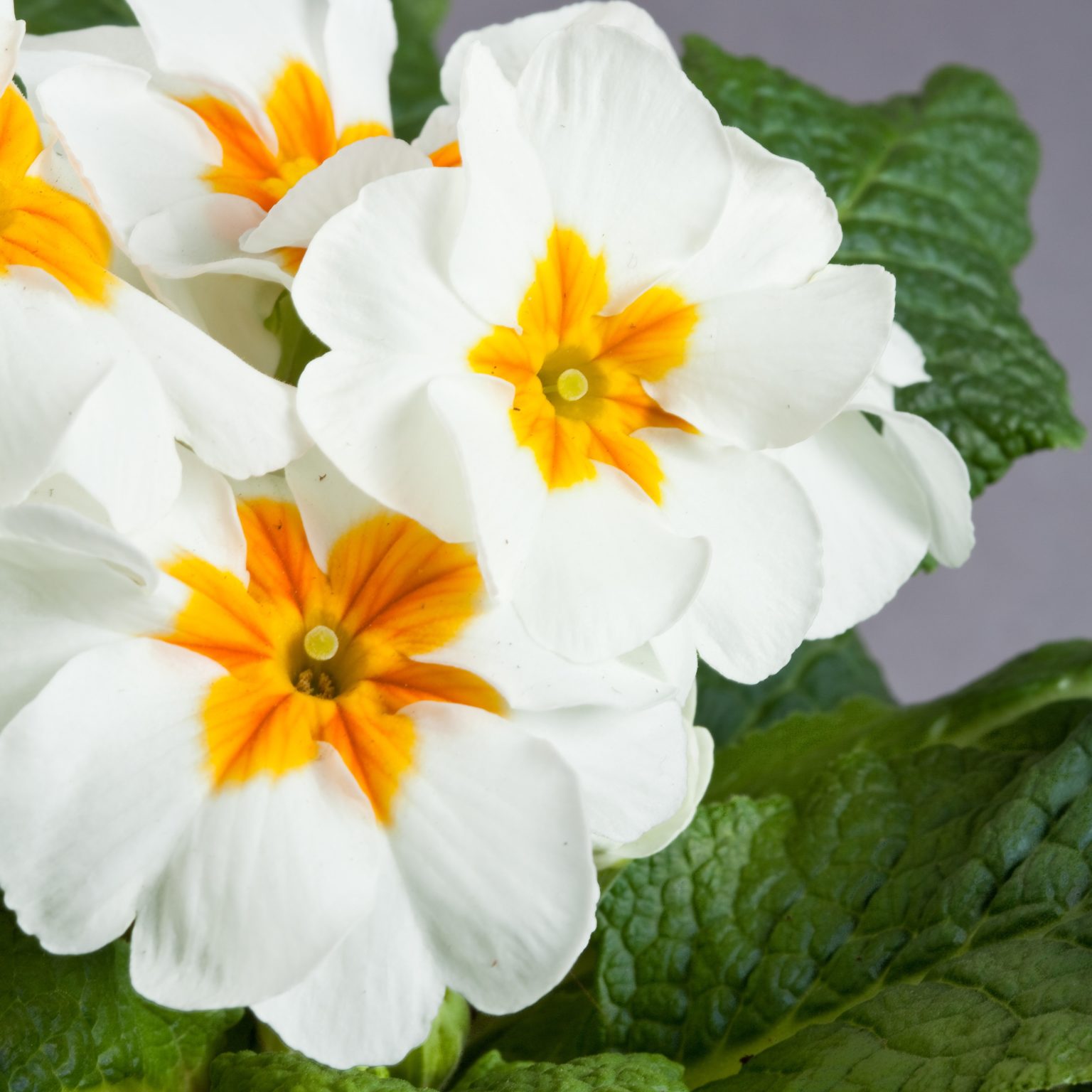 Danova - Sakata Ornamentals