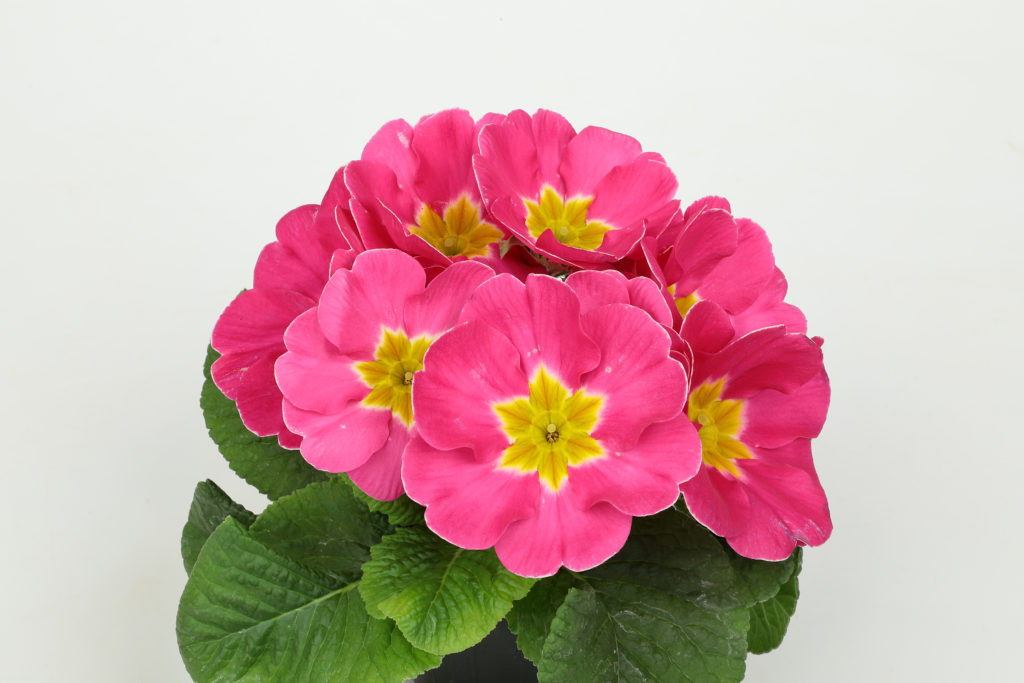 Princessa - Sakata Ornamentals