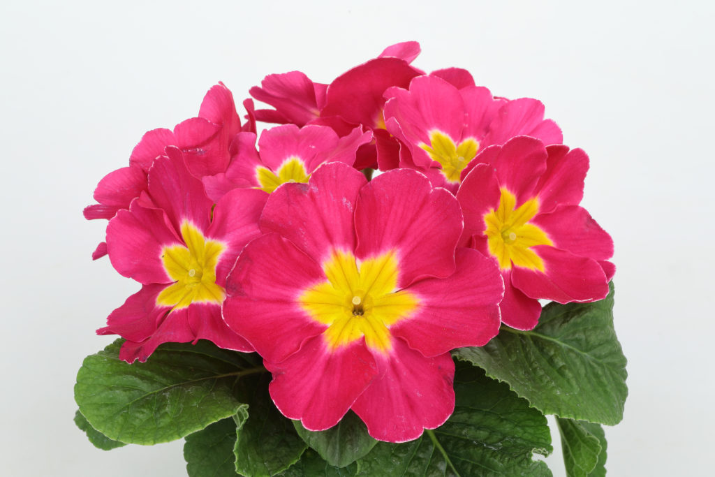 Princessa - Sakata Ornamentals