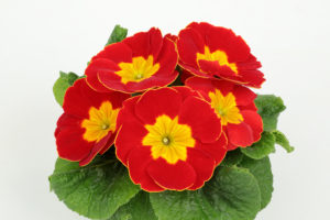 Princessa - Sakata Ornamentals