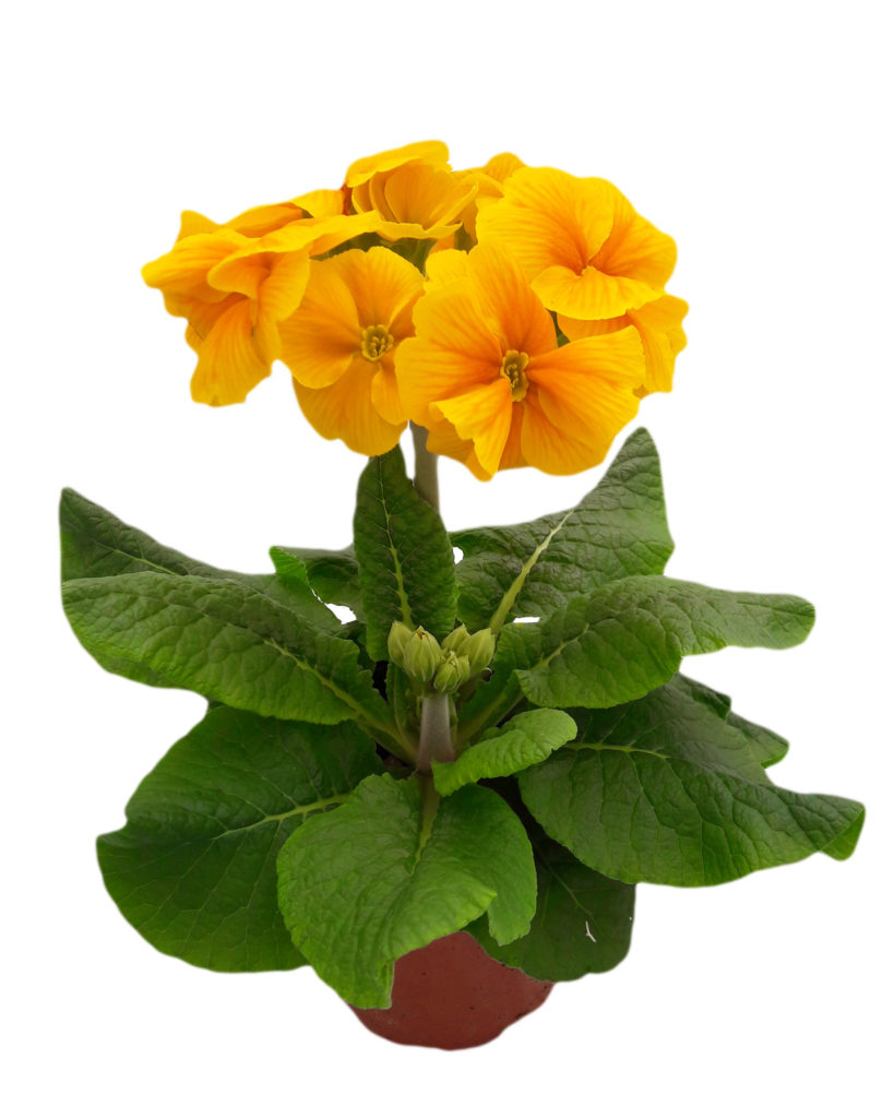 SuperNova - Sakata Ornamentals