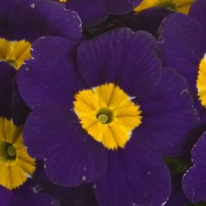 SuperNova - Sakata Ornamentals