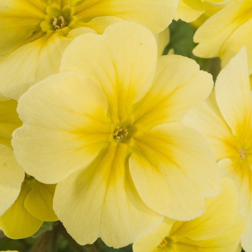 SuperNova - Sakata Ornamentals