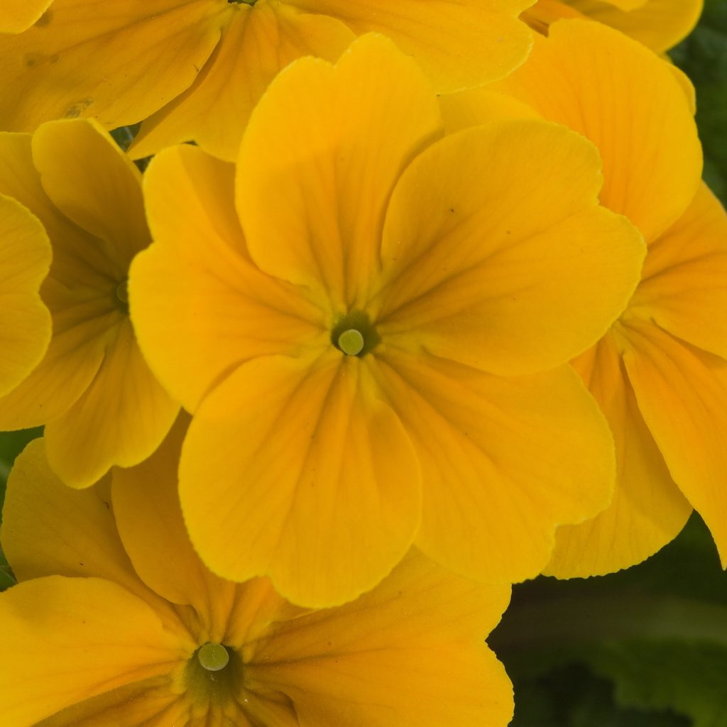 SuperNova - Sakata Ornamentals