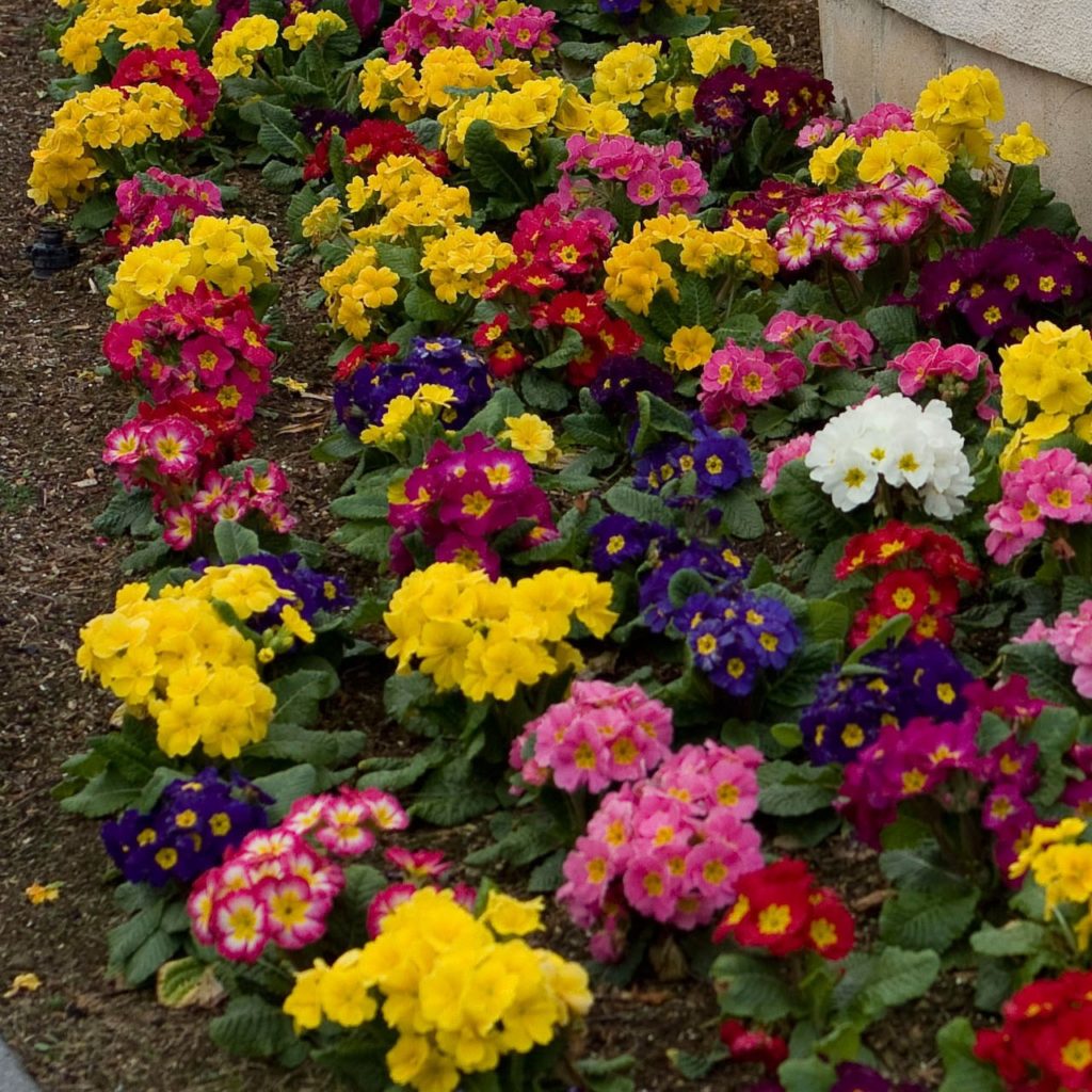 Primula - Sakata Ornamentals