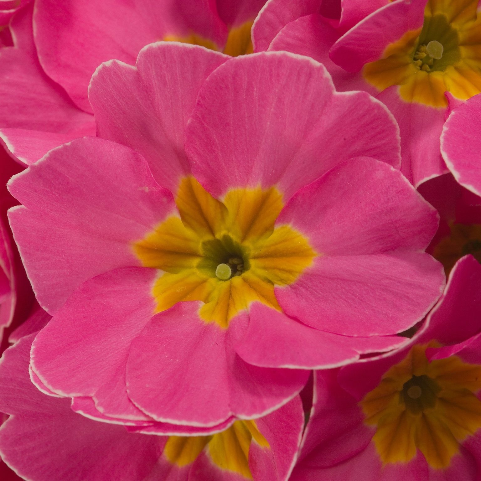 SuperNova - Sakata Ornamentals