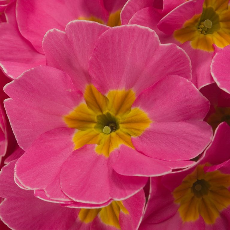 SuperNova - Sakata Ornamentals