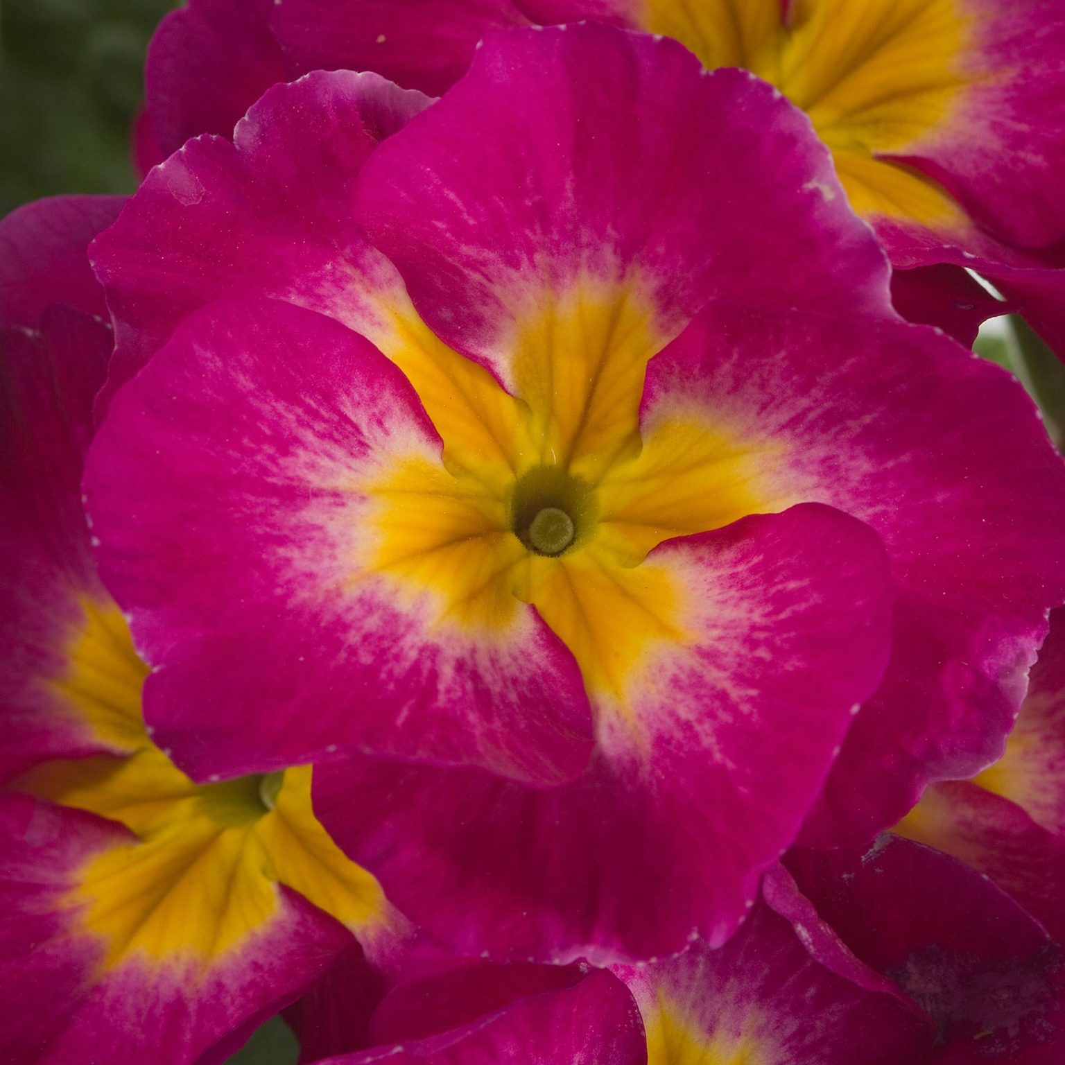 SuperNova - Sakata Ornamentals