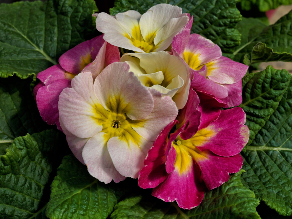 Princessa - Sakata Ornamentals