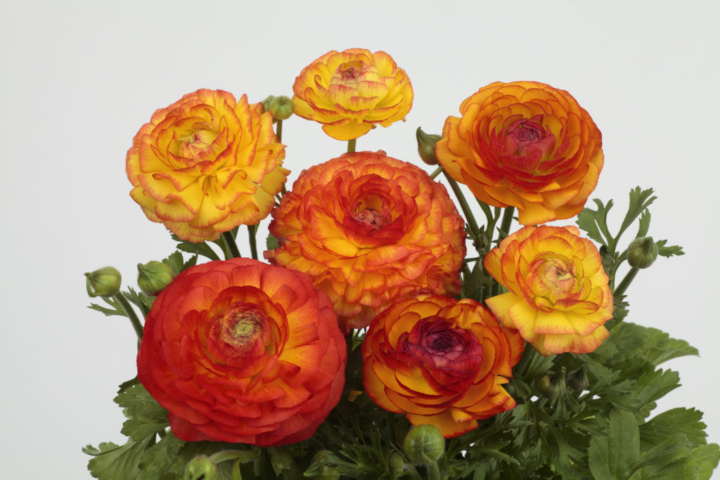 Bloomingdale II - Sakata Ornamentals