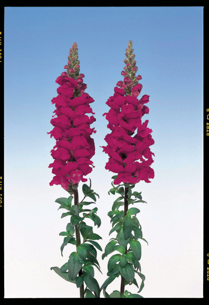 Admiral - Sakata Ornamentals