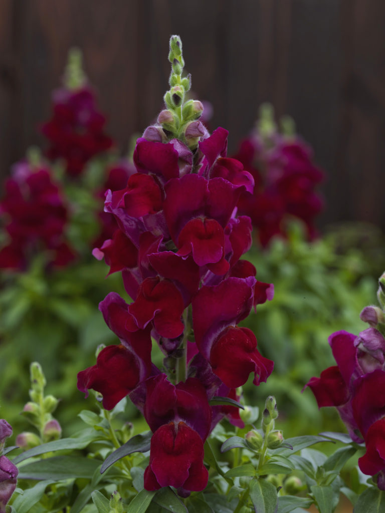 Candy Tops - Sakata Ornamentals