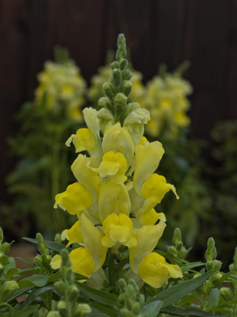 Candy Tops - Sakata Ornamentals