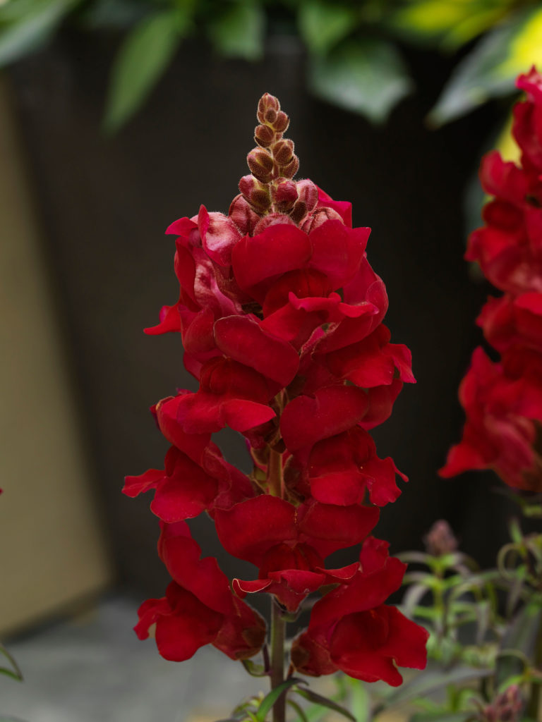 Sonnet - Sakata Ornamentals