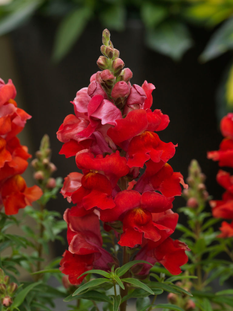 Sonnet - Sakata Ornamentals