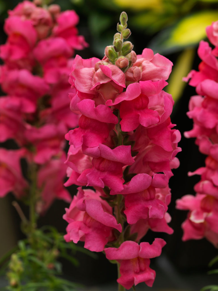 Sonnet - Sakata Ornamentals