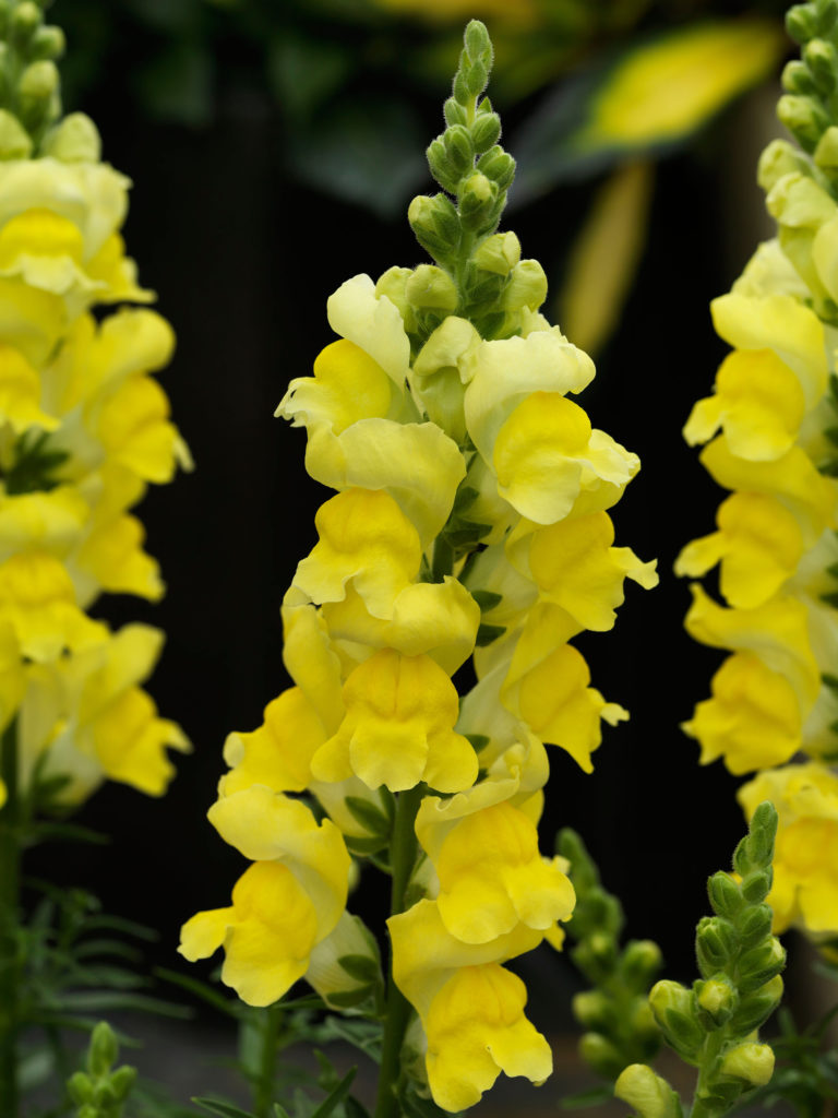 Sonnet - Sakata Ornamentals