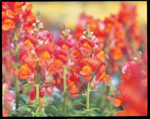 Speedy Sonnet - Sakata Ornamentals