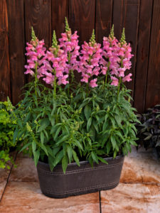 Speedy Sonnet - Sakata Ornamentals