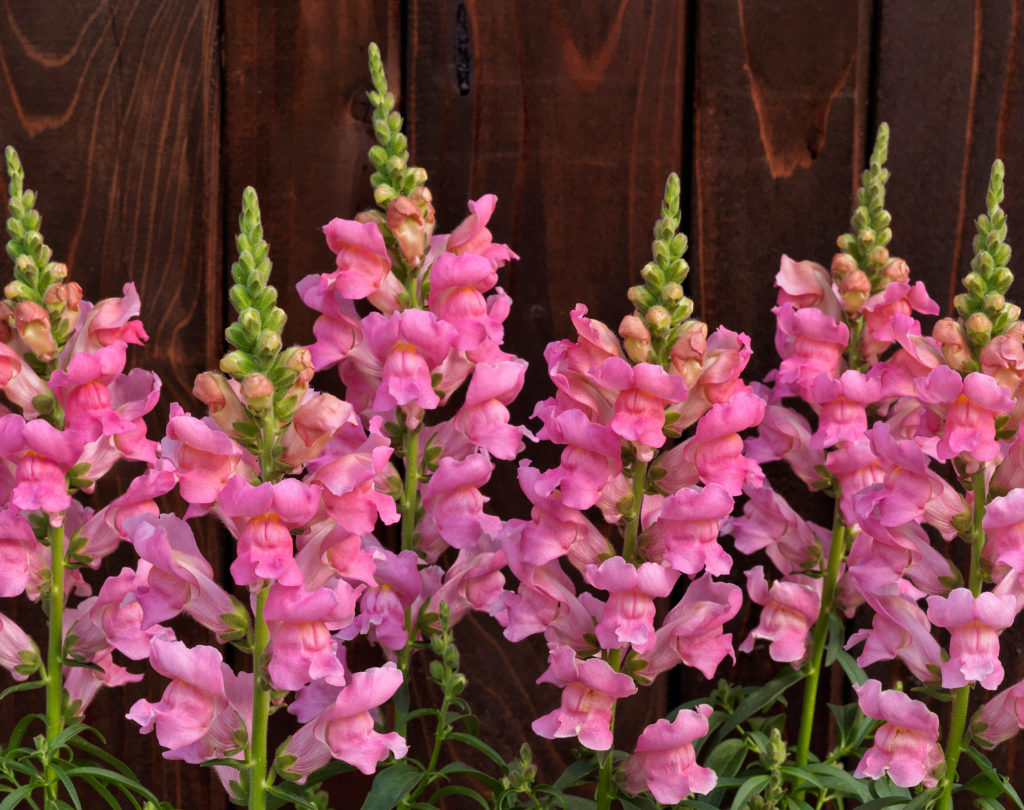 Speedy Sonnet - Sakata Ornamentals